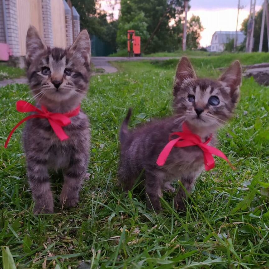 Котенок