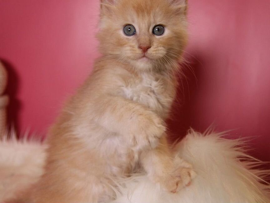 Мейн-кун котик