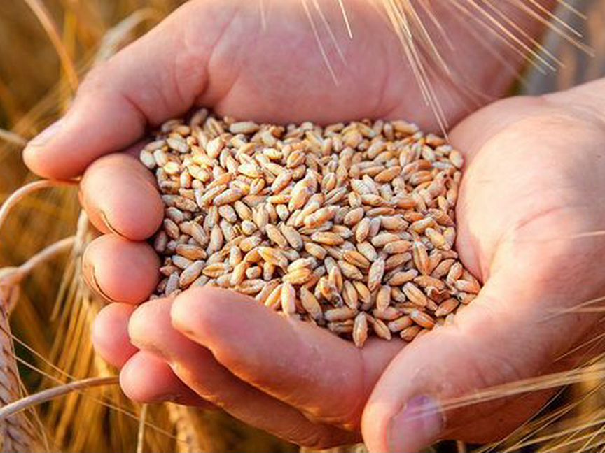 Пшеница/Ячмень/Горох под заказ