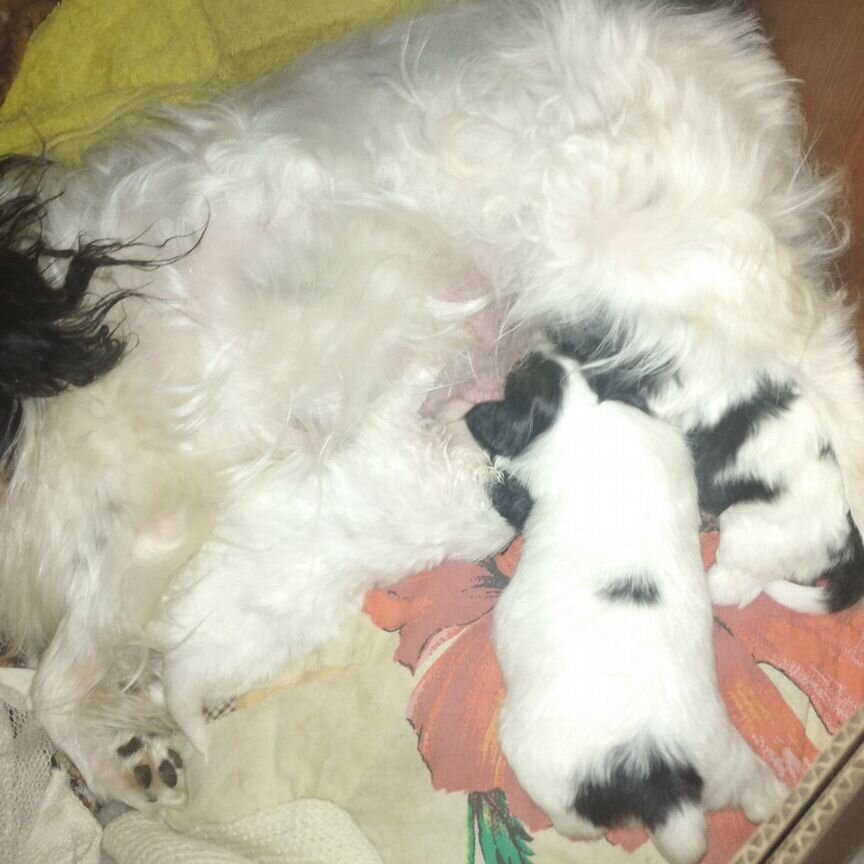 Континентальный той-спаниель папильон, щенок