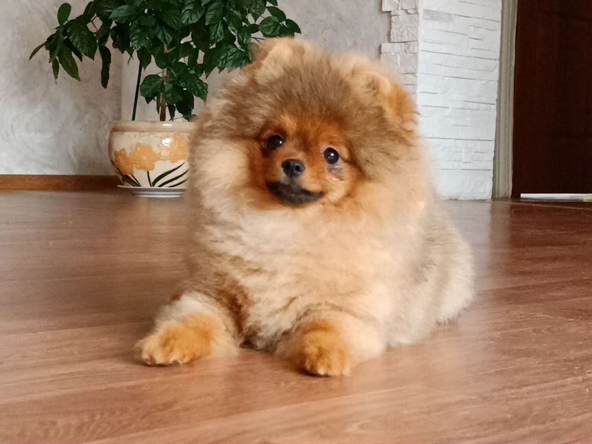 Померанский шпиц медвежьего типа (девочка)