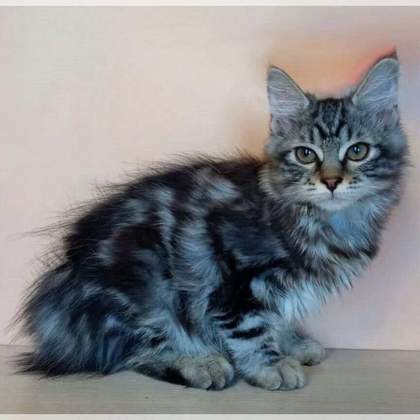 Себряный мраморный