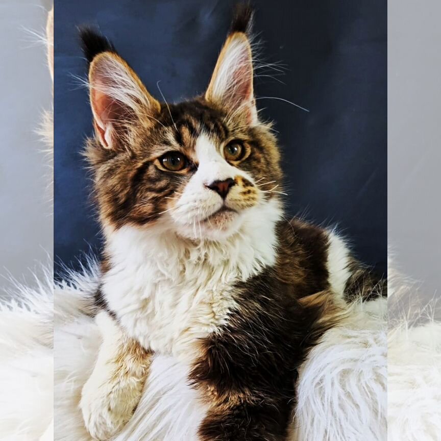 Oгpoмный котенок мен кун