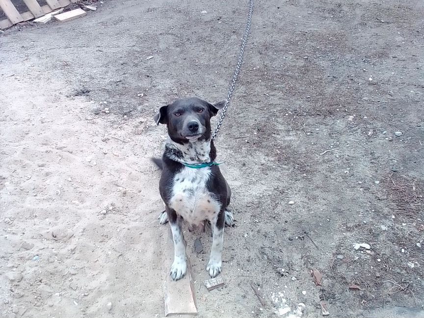 Собака в добрые руки отдам бесплатно