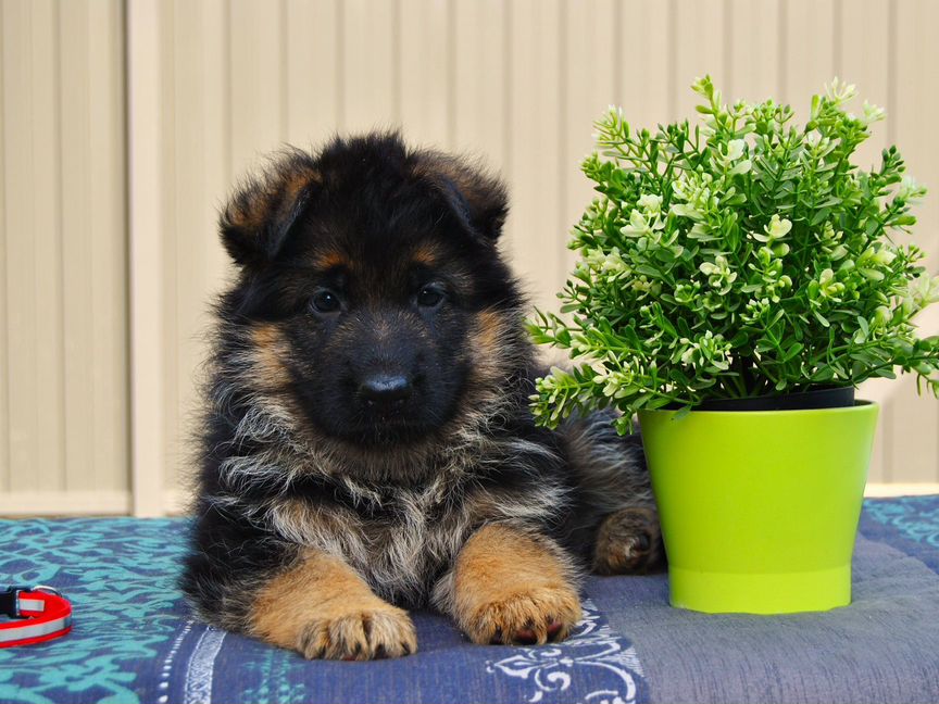 Щенки немецкой овчарки