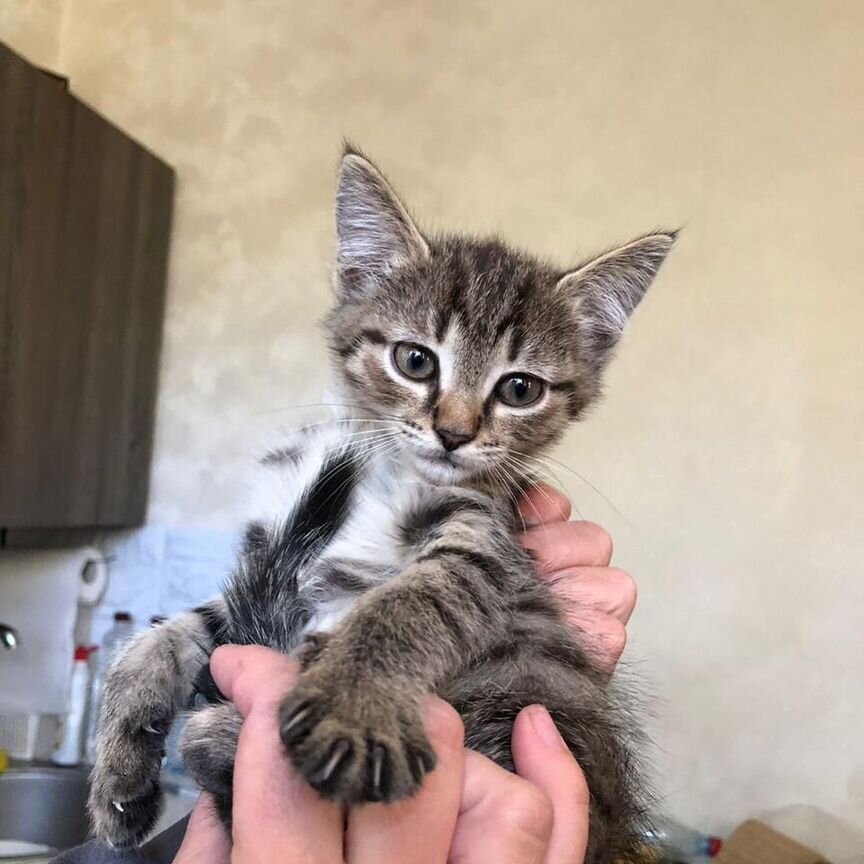 Котёнок девочка