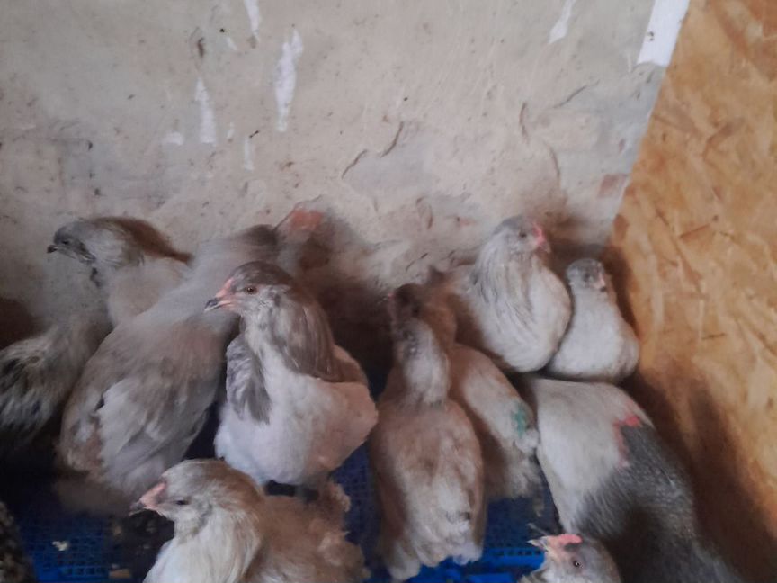 Амераукано лаванда петушки