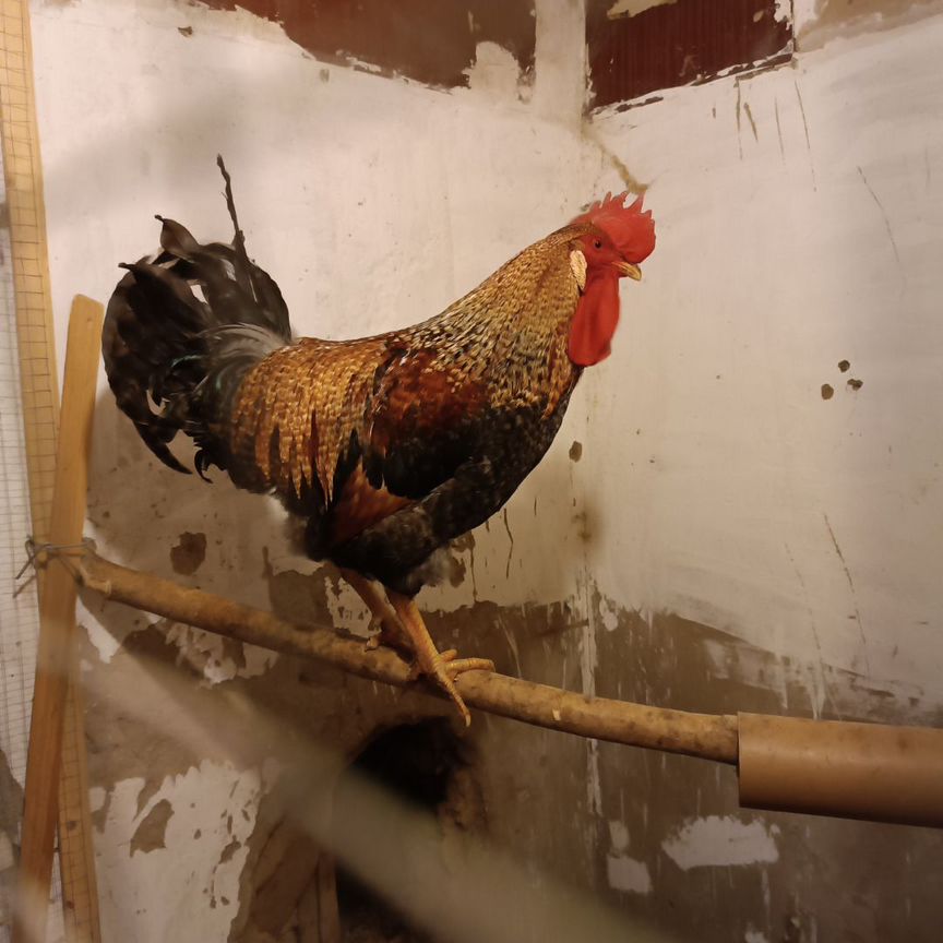 Петух породы доминант