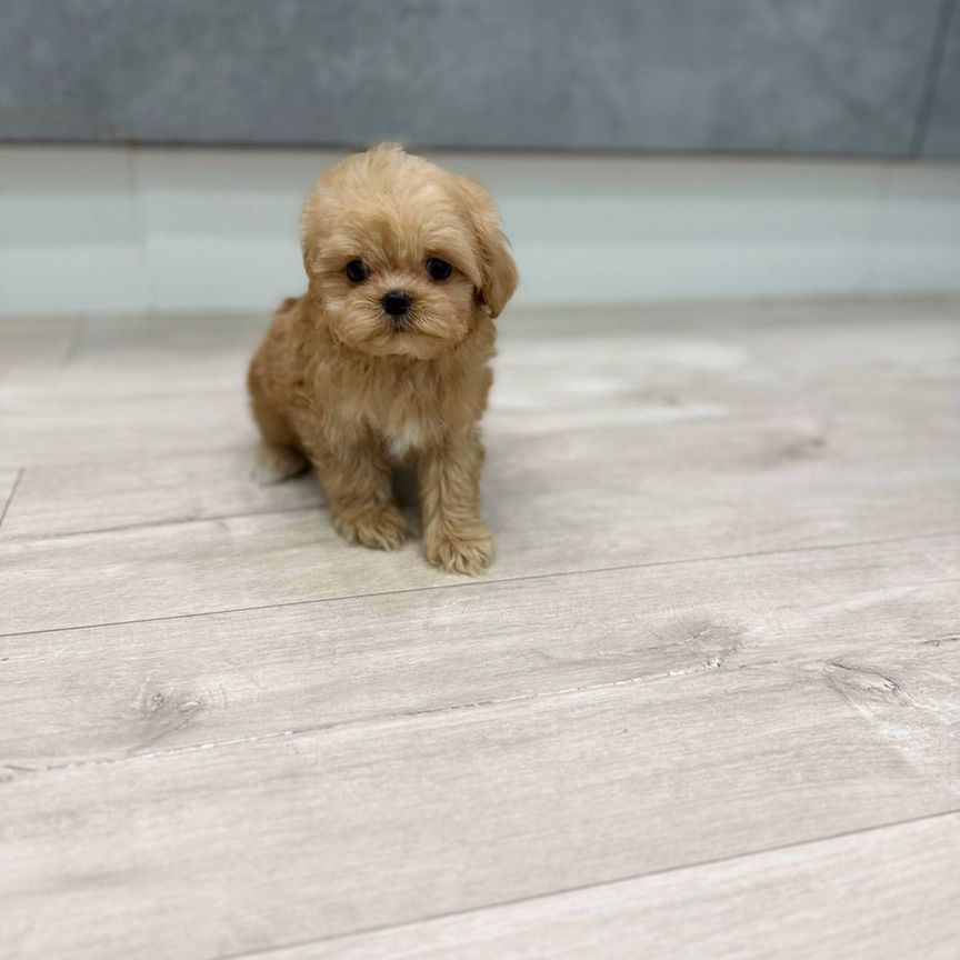 Мальтипу, щенок