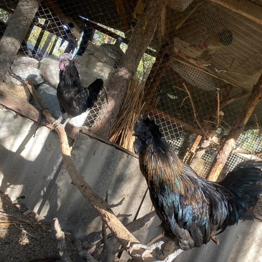 Петух ухейилюйТакже есть серебрянный фазан