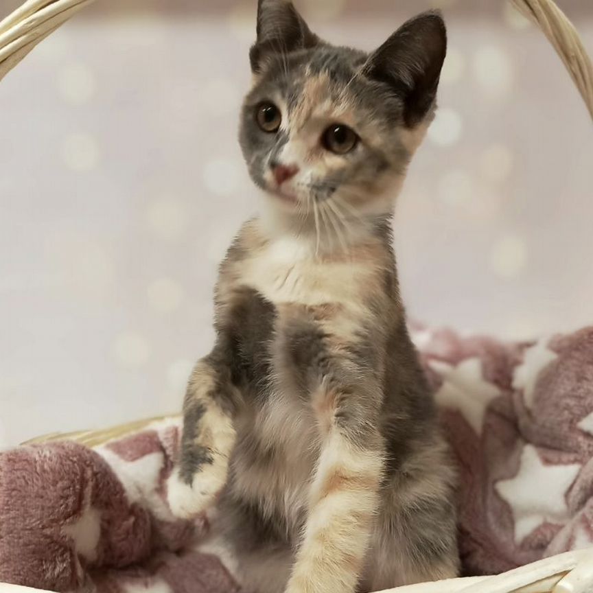 Трехцветный котенок Ванилька в добрые руки