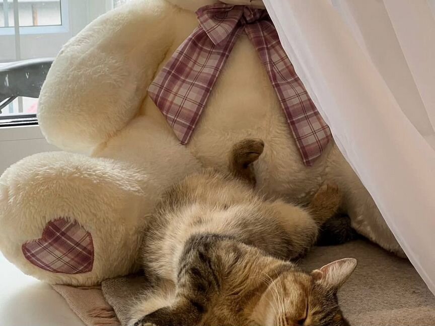 Кошка в добрые руки