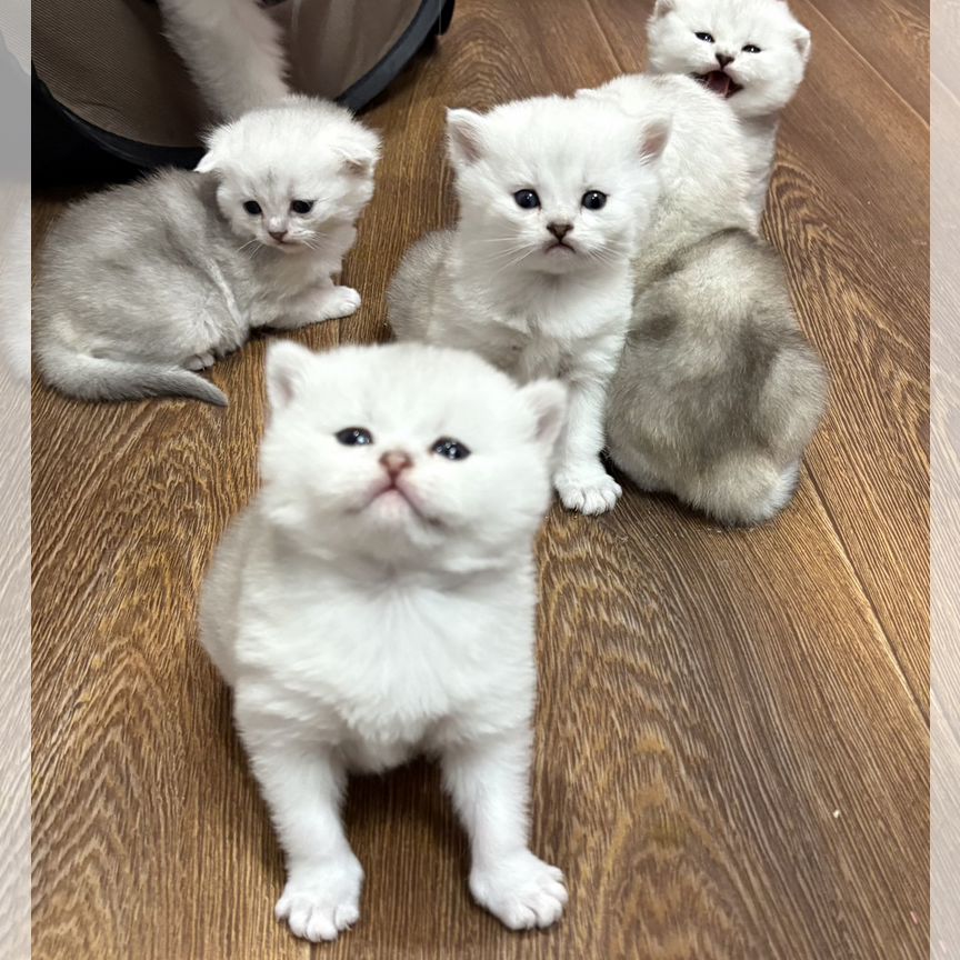 Британский длинношёрстный котёнок