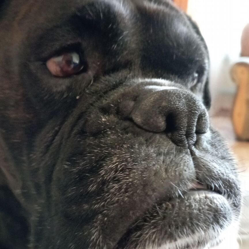 Отдам в добрые руки