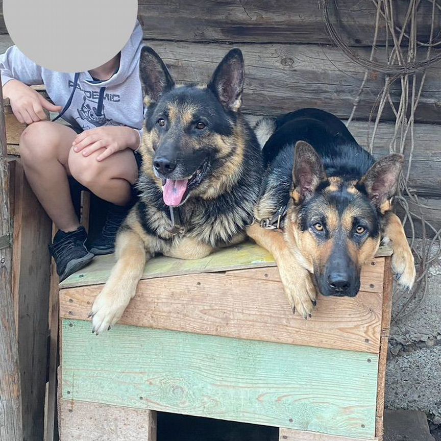 Восточно европейская овчарка