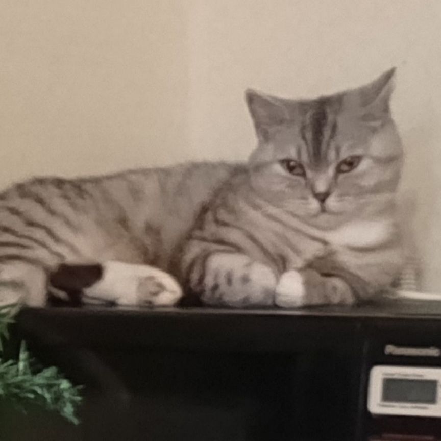 Шотландская кошечка