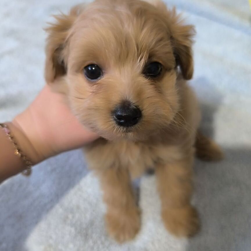 Мальтипу, щенок