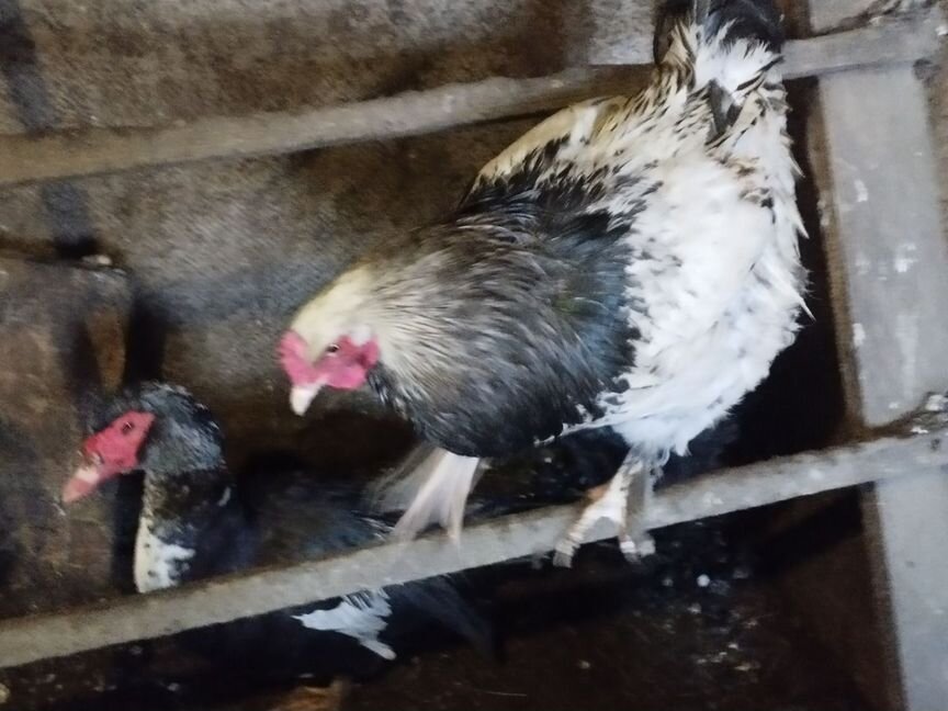 Молодые петухи