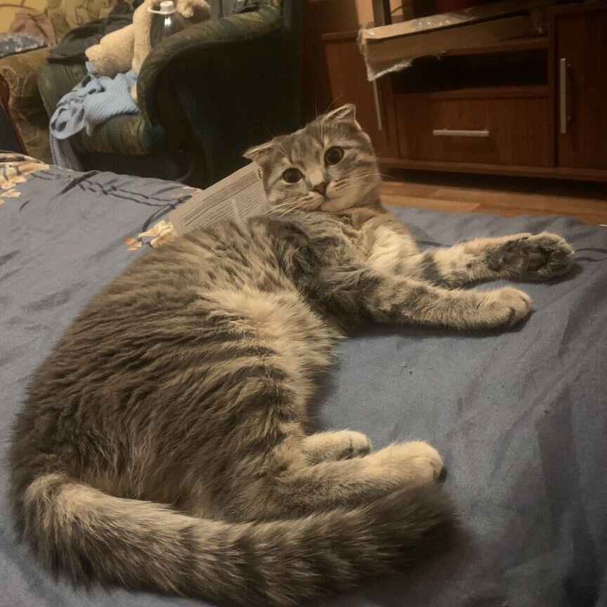 Связка кота