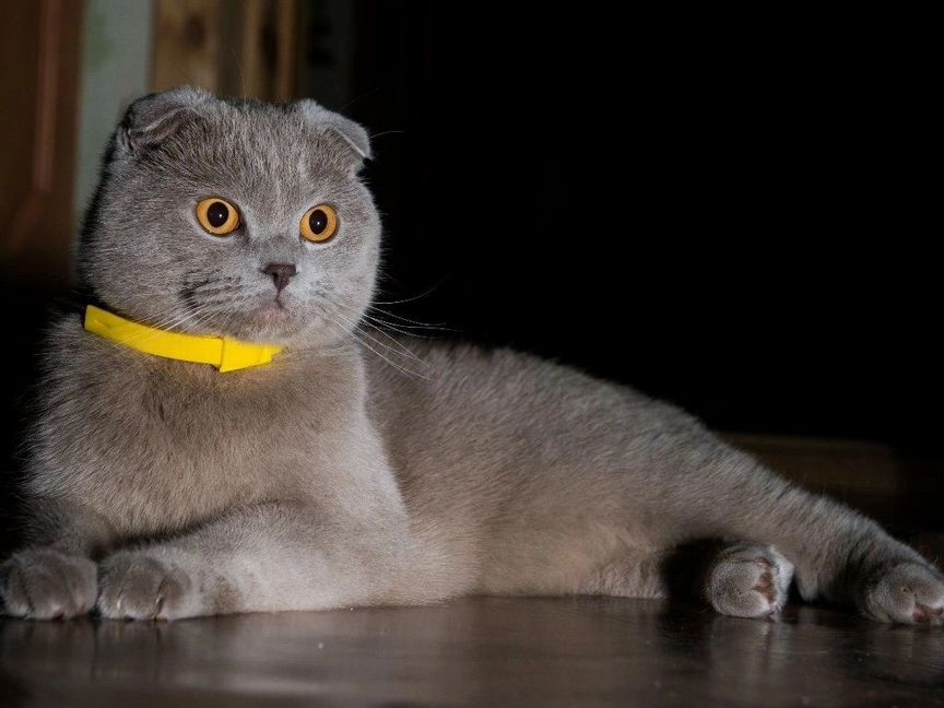 Шотландский вислоухий кот