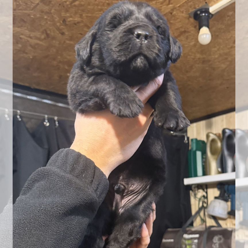 Ньюфаундленд, щенок