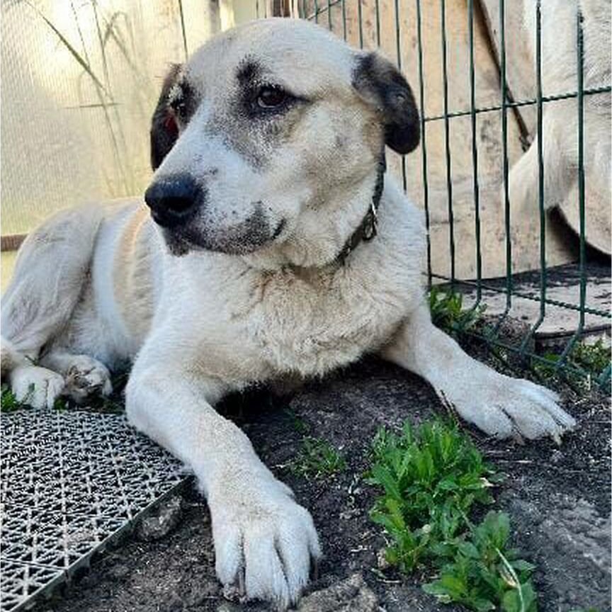 Берта. Стерилизована