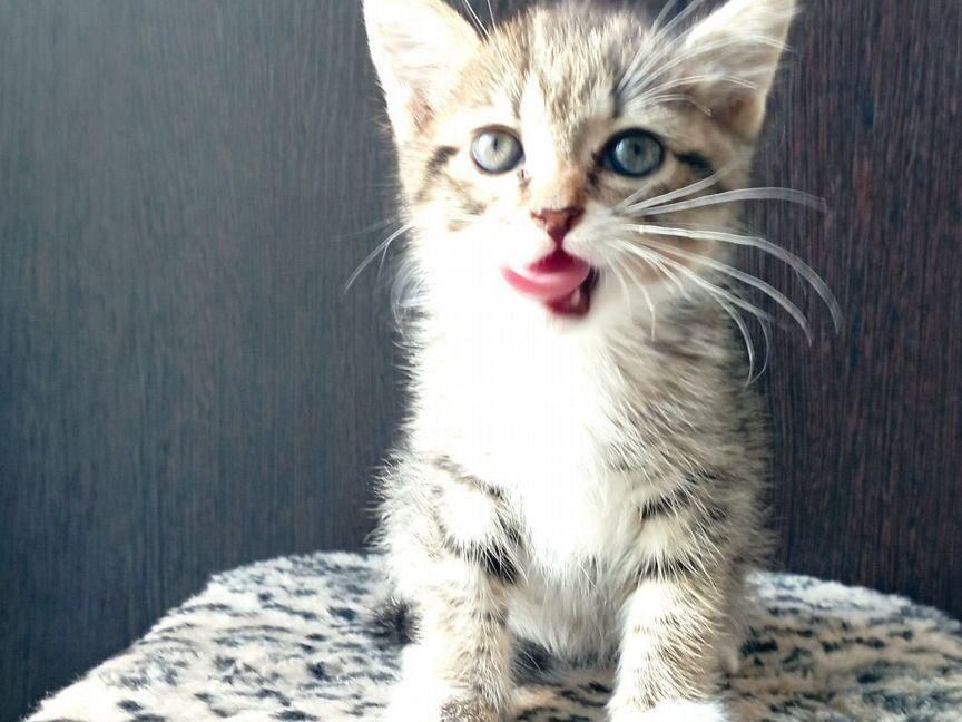 Британская девочка котенок