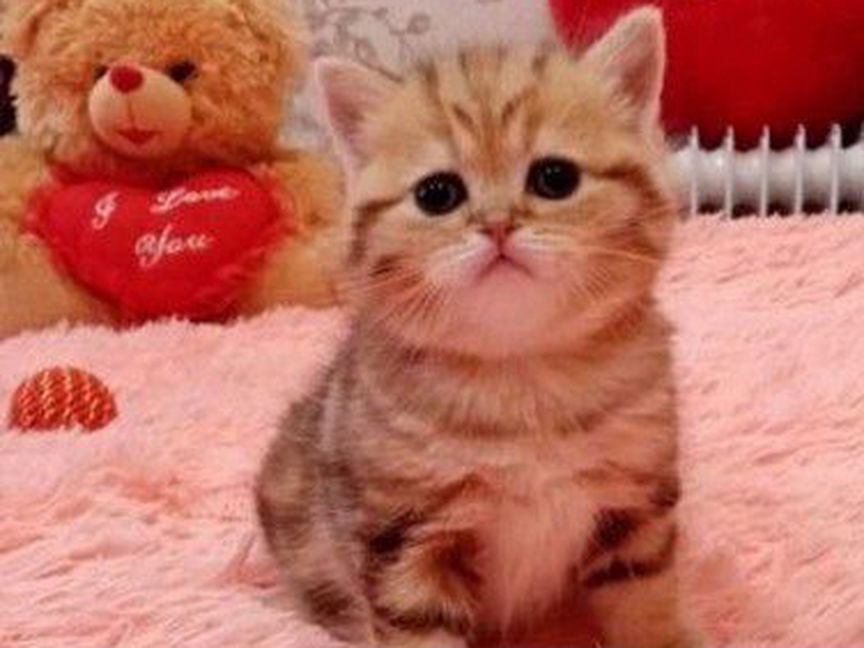 Шотландская золотая красавица