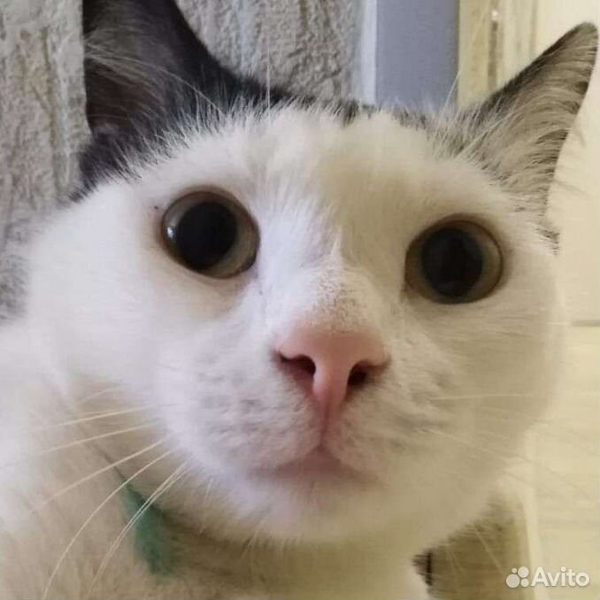Кошки хотят домой (9 штук)