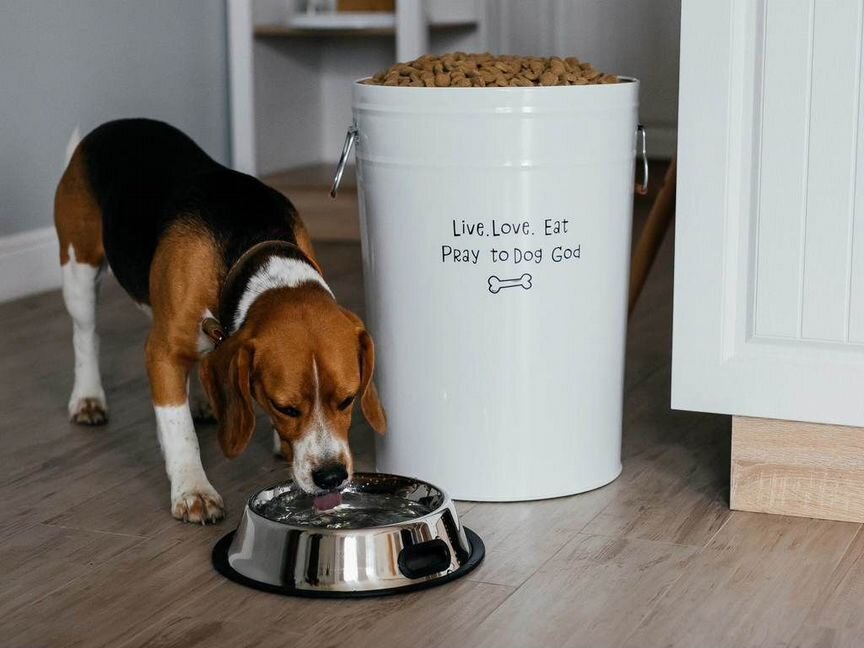 Баки для собаки