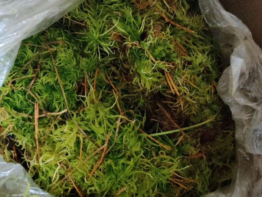 Мох сфагнум