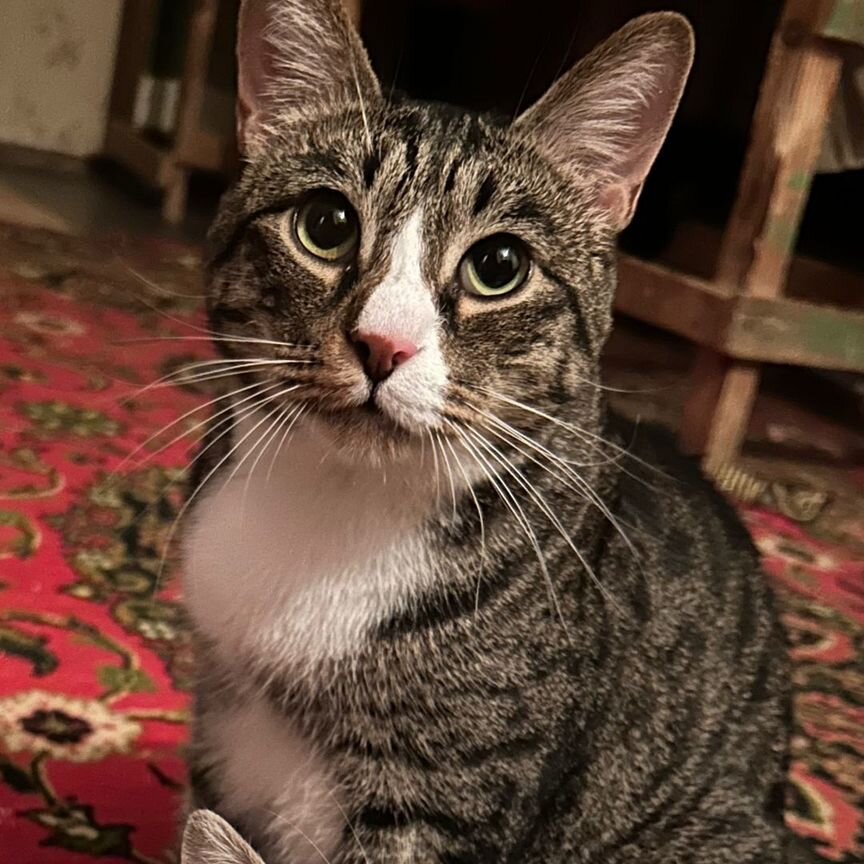 Кастрированный Антонио в добрые руки