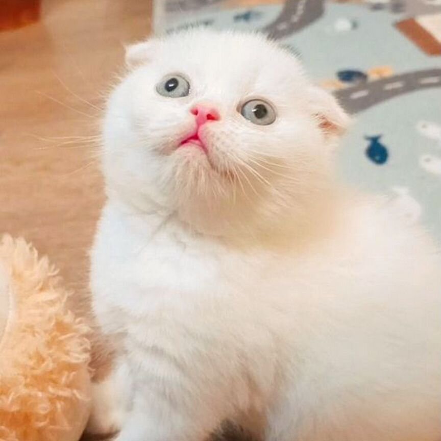 Мальчик скоттиш-фолд