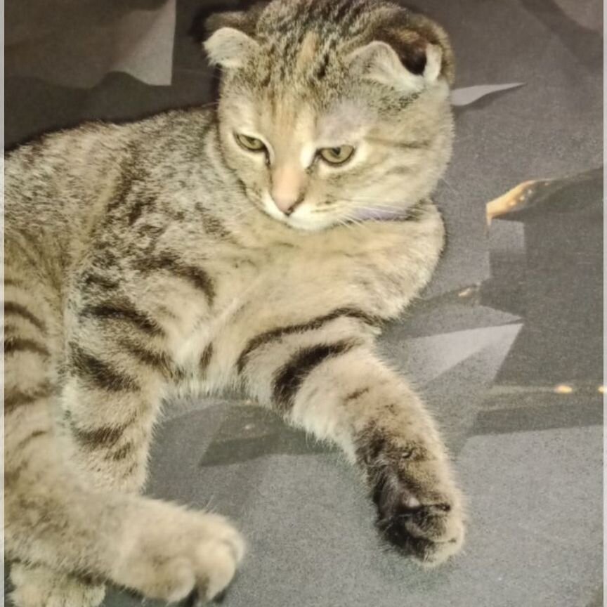 Девочка в хорошие руки