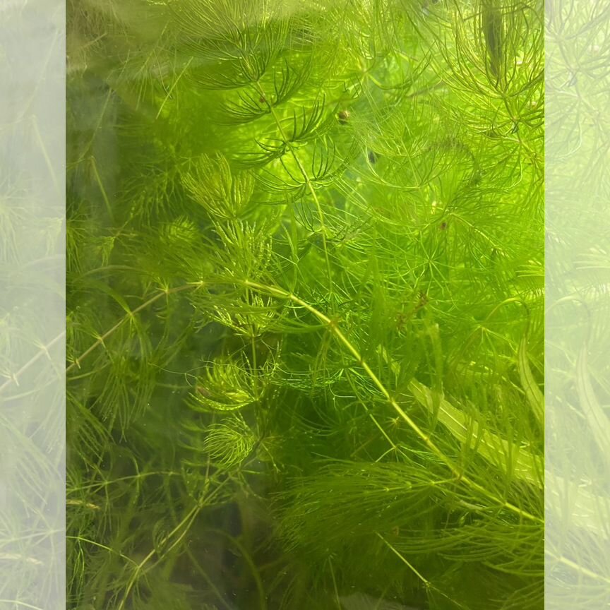 Роголистник