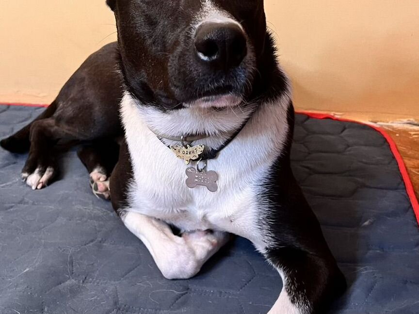 Собака в добрые руки отдам бесплатно