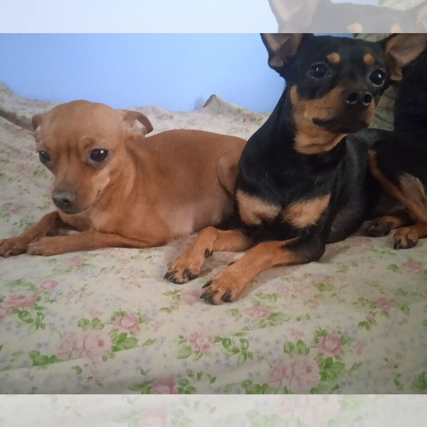 Щенки пинчера