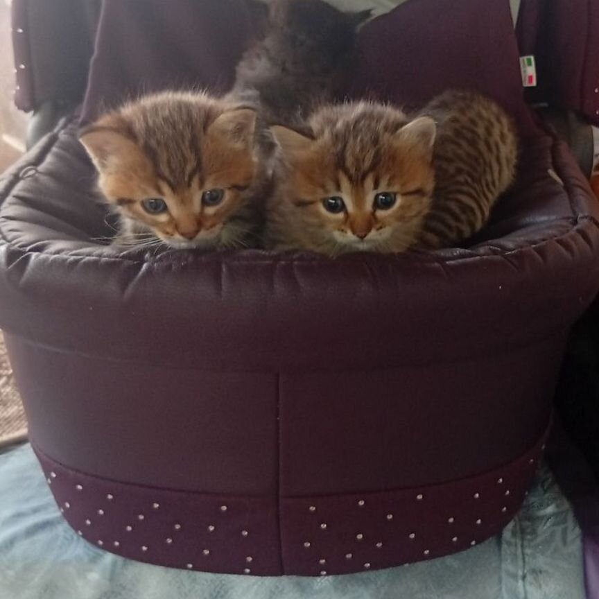 Котята в добрые руки бесплатно