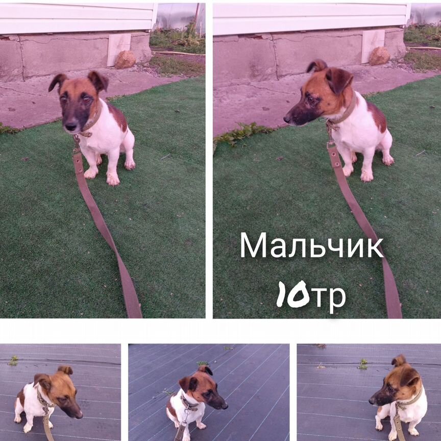Джек Рассел