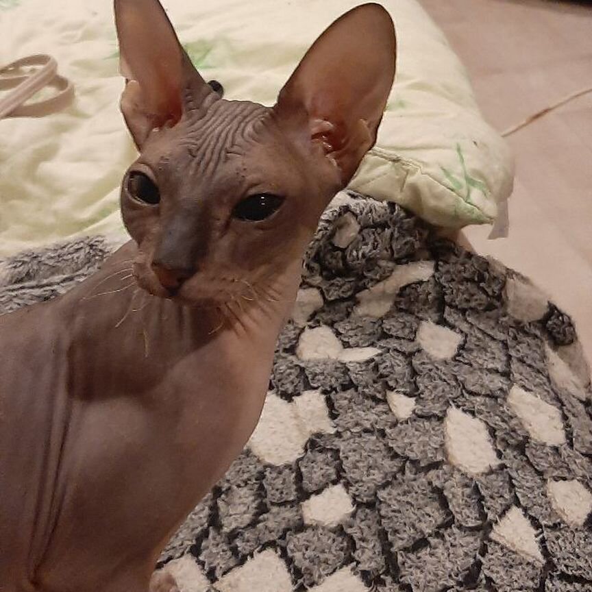 Донской сфинкс кошка