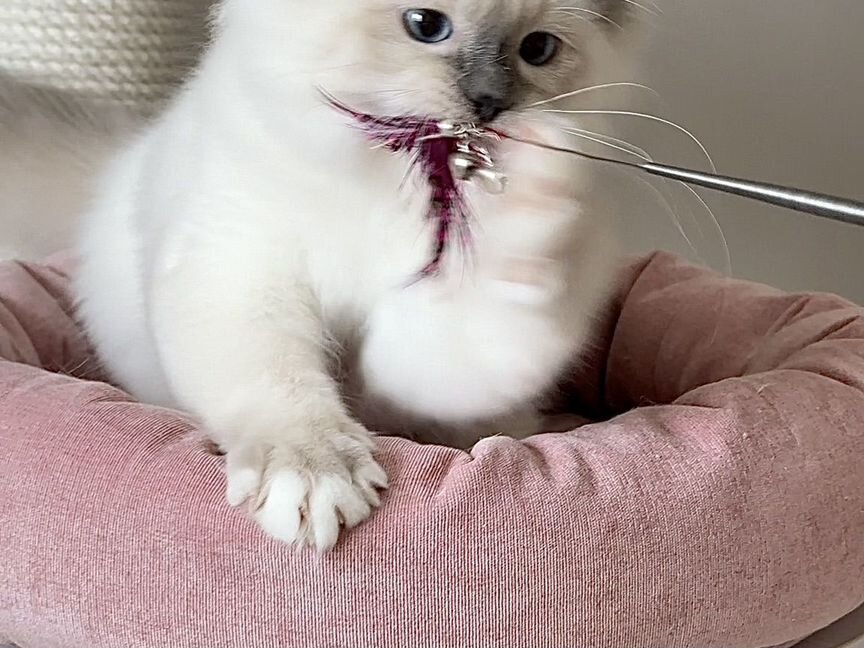 Котята рэгдолл