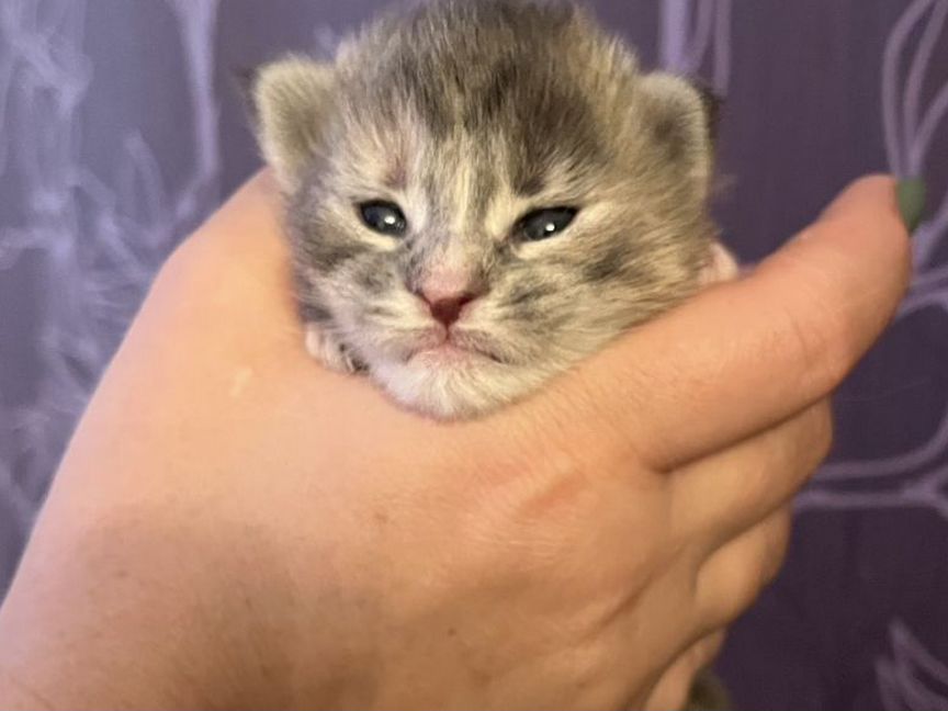 Малыши Мейнкуши