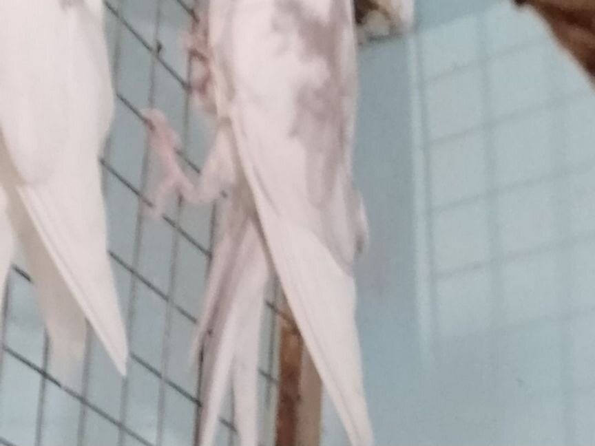 Попугай корелла