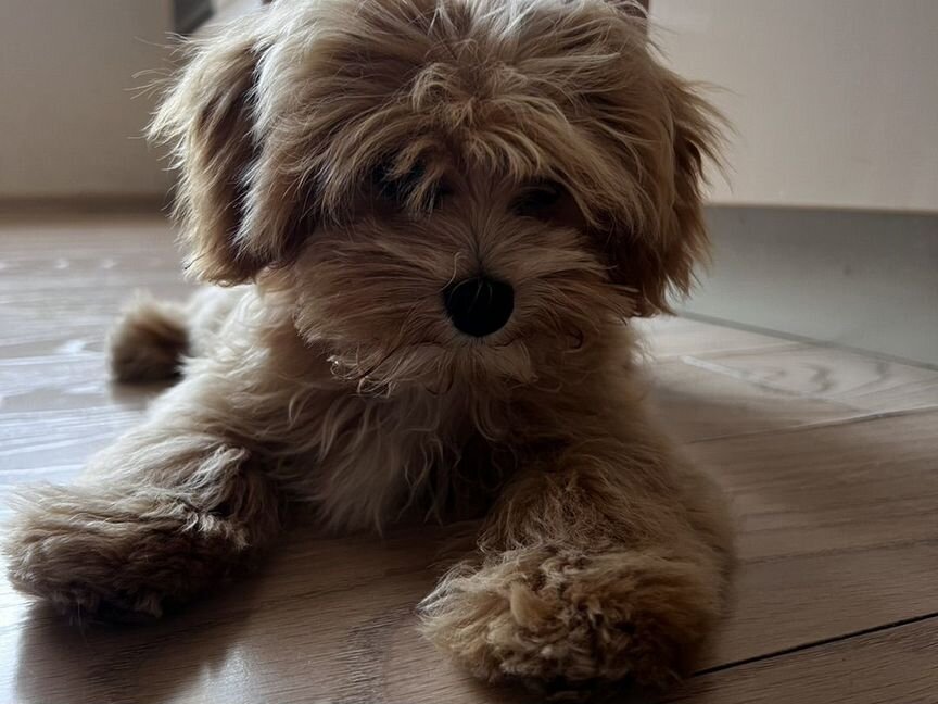 Собака мальтипу