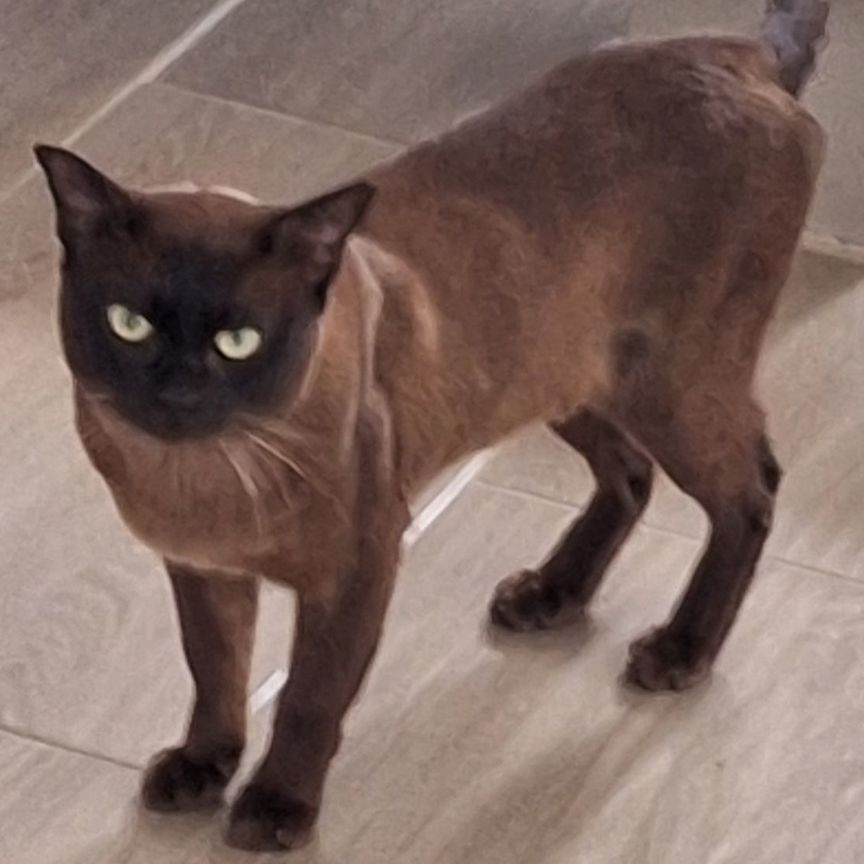 Вязка кот бурма 3 года