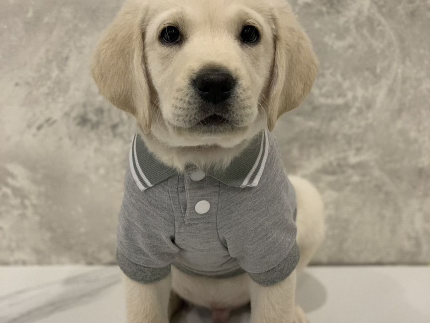 Лабрадор Вязка