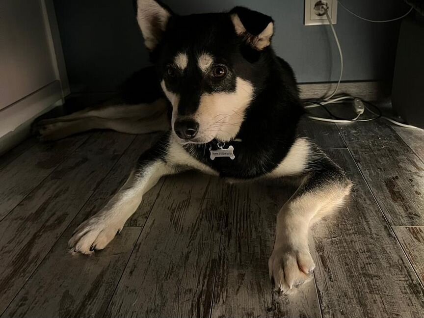 Любвиобильная собачуля ищем лучший дом