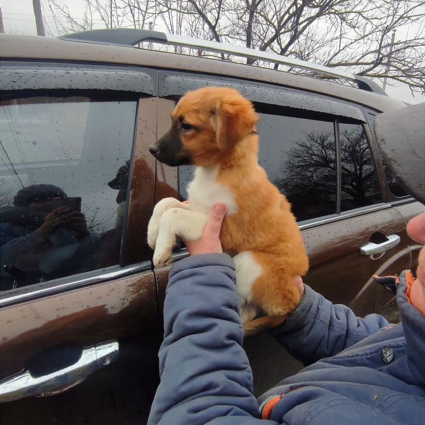 Щенок в добрые руки