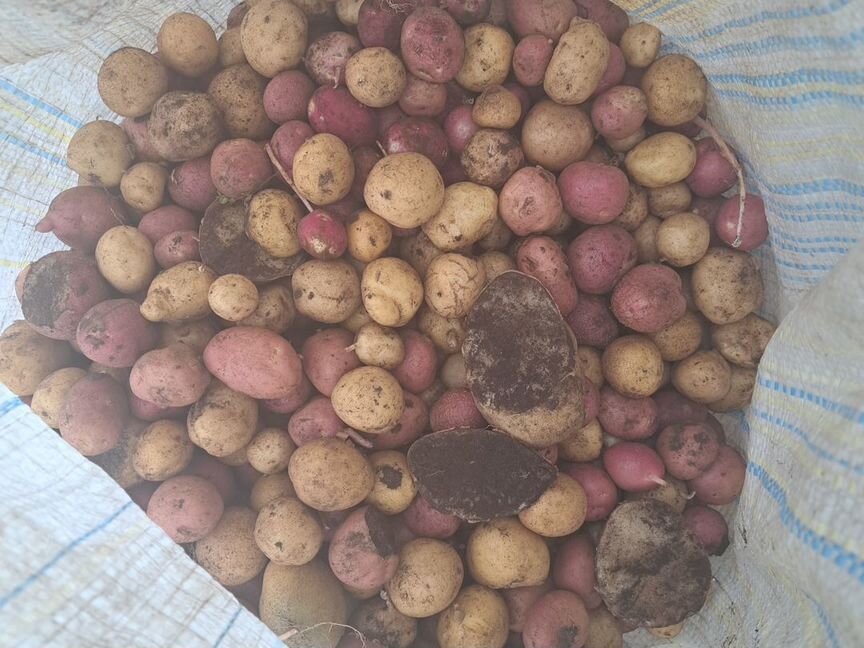 Картофель для животных