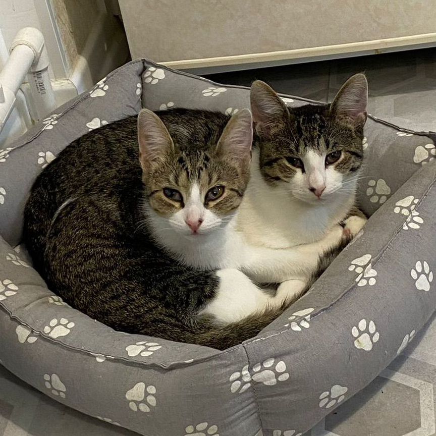 Котенок с улицы